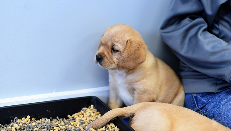 Cavador Mixed Dog Breed Pictures, Characteristics, & Facts