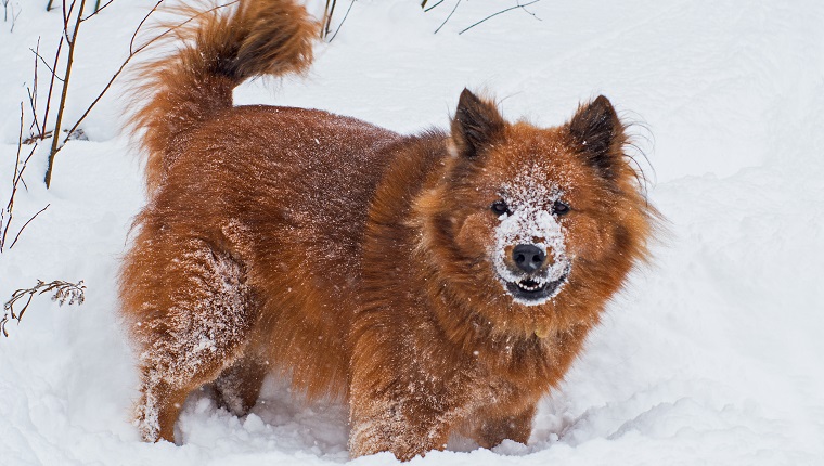Chusky Mixed Dog Breed Pictures, Characteristics, & Facts