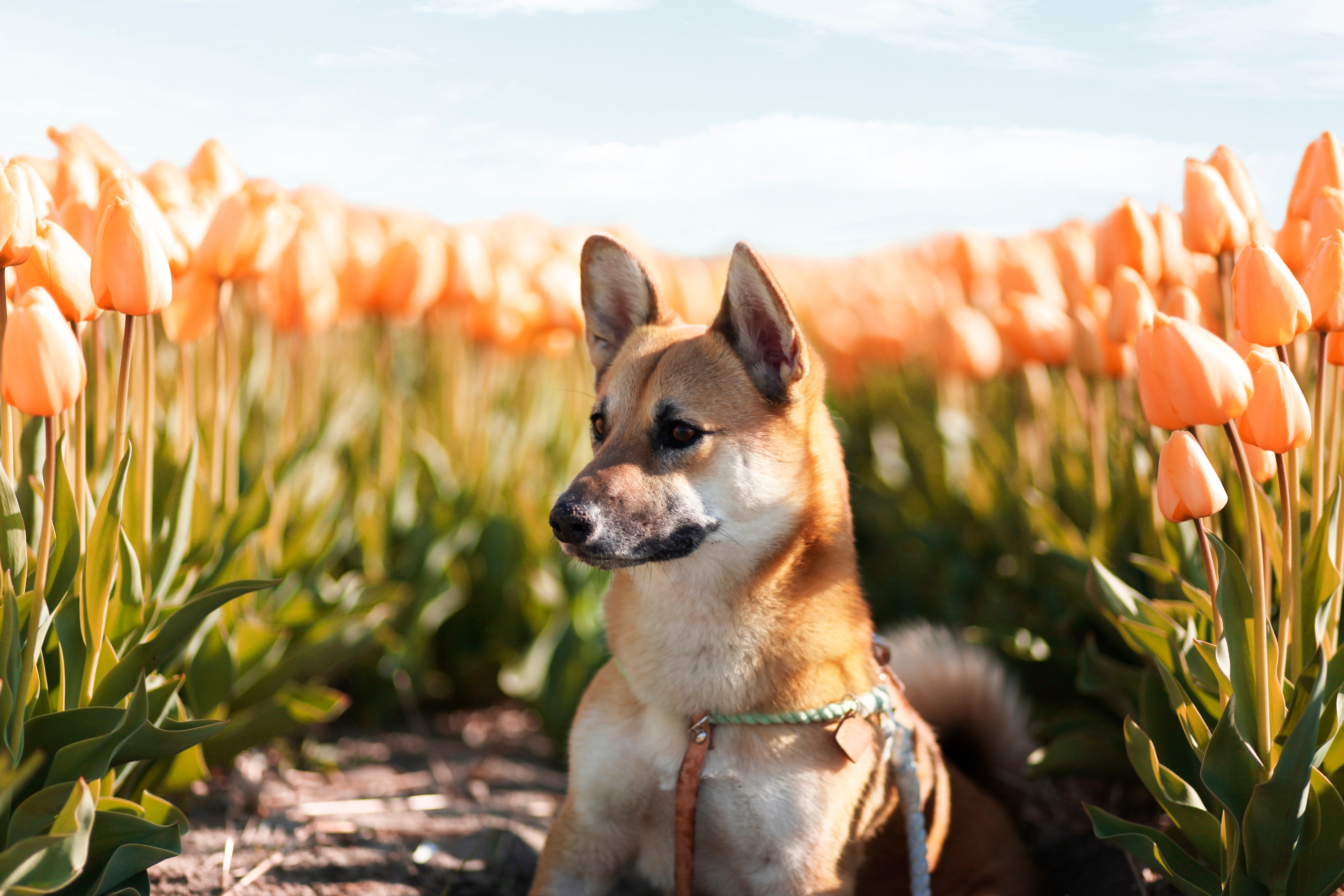 Corgi Inu Mixed Dog Breed Pictures, Characteristics, & Facts
