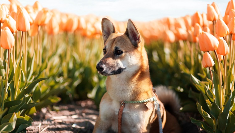 Corgi Inu Mixed Dog Breed Pictures, Characteristics, & Facts
