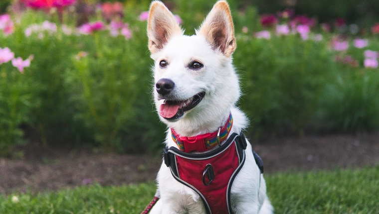 Horgi (Husky Corgi Mix) Dog Breed Information & Characteristics