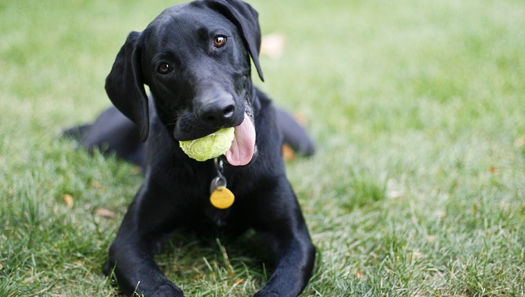 Labmaraner Mixed Dog Breed Pictures, Characteristics, & Facts