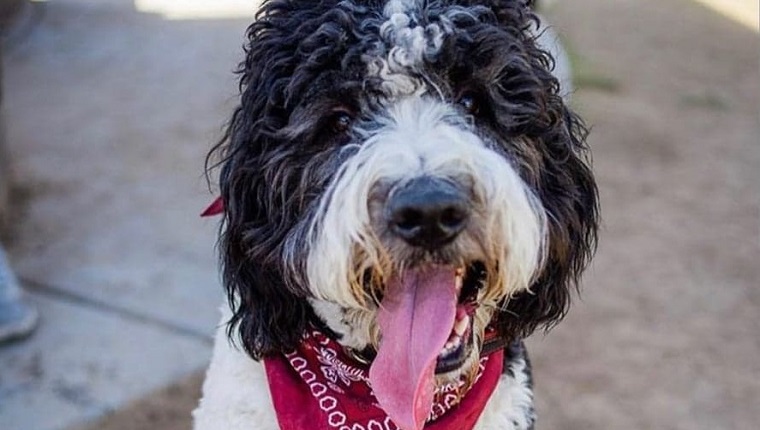 Saint Berdoodle Dog Breed Information & Characteristics