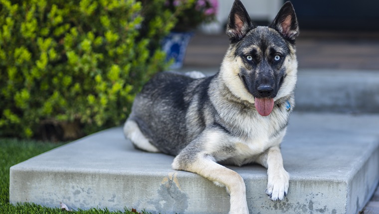 Shepsky Mixed Dog Breed Pictures, Characteristics, & Facts