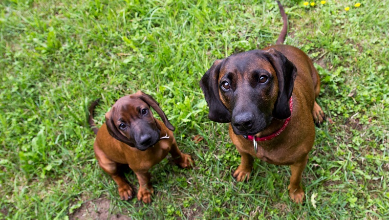 Bavarian Mountain Scent Hound Dog Breed Pictures, Characteristics, & Facts