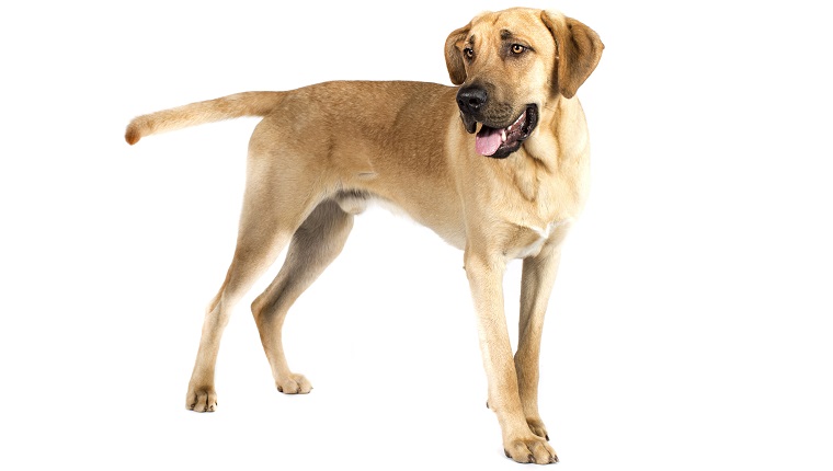 Broholmer Dog Breed Pictures, Characteristics, & Facts