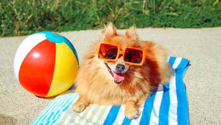 Do Dogs Sweat? How Do They Stay Cool? - DogTime