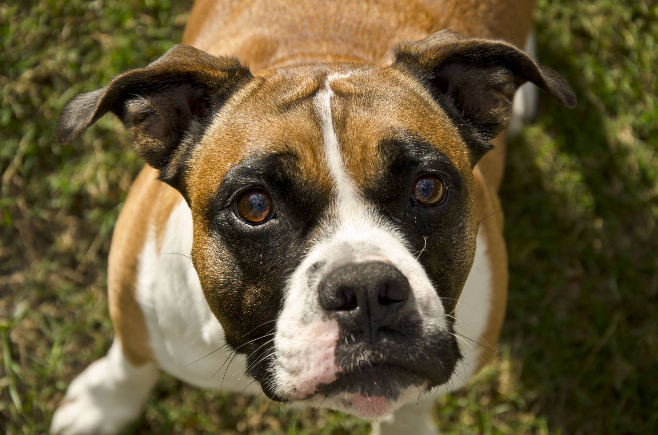 Valley Bulldog Dog Breed Information & Characteristics