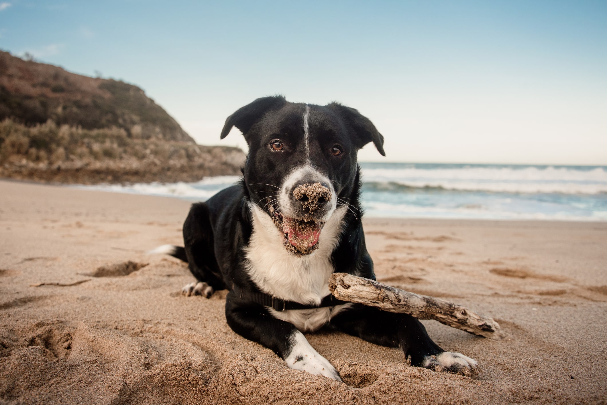 Borador Dog Breed Information & Characteristics