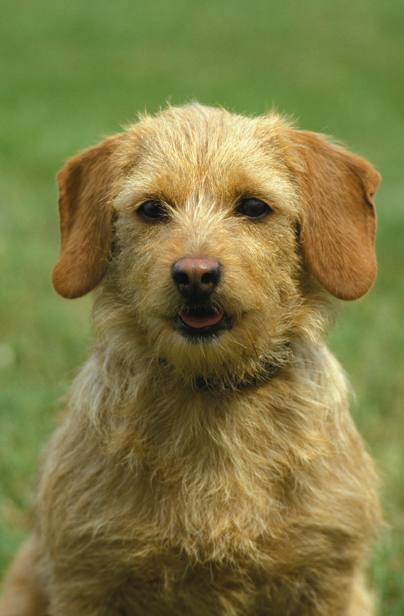 Basset Fauve de Bretagne Dog Breed Information & Characteristics