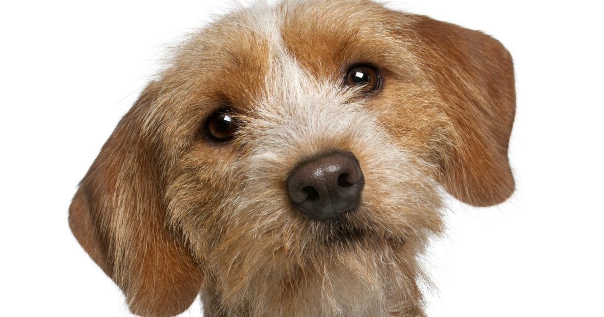 Basset Fauve de Bretagne Dog Breed Information & Characteristics