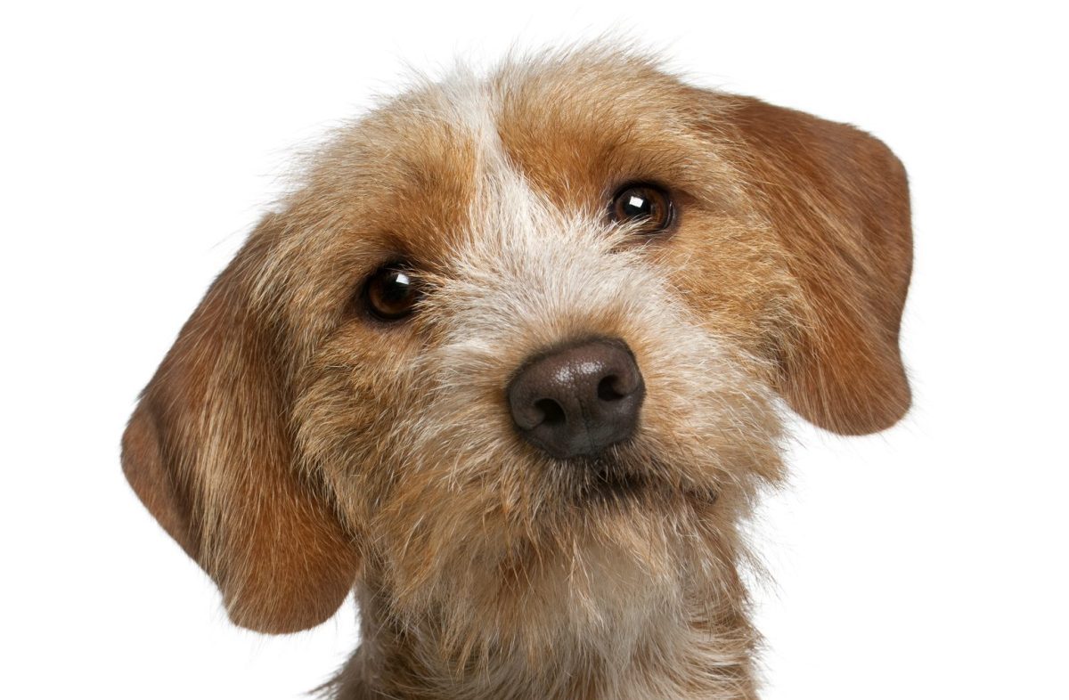 Basset Fauve de Bretagne Dog Breed Information & Characteristics