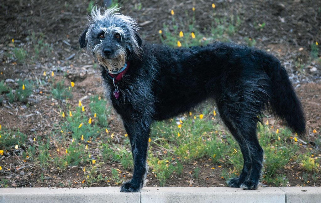 Bordoodle Dog Breed Information & Characteristics