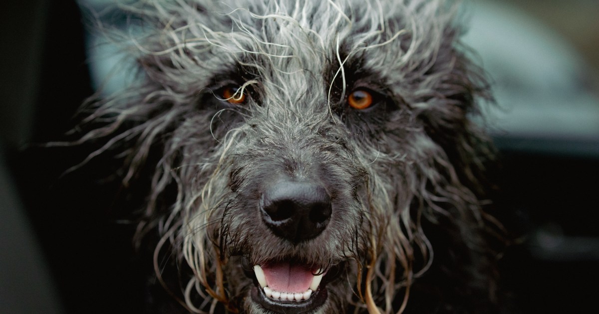 Bordoodle Dog Breed Information & Characteristics