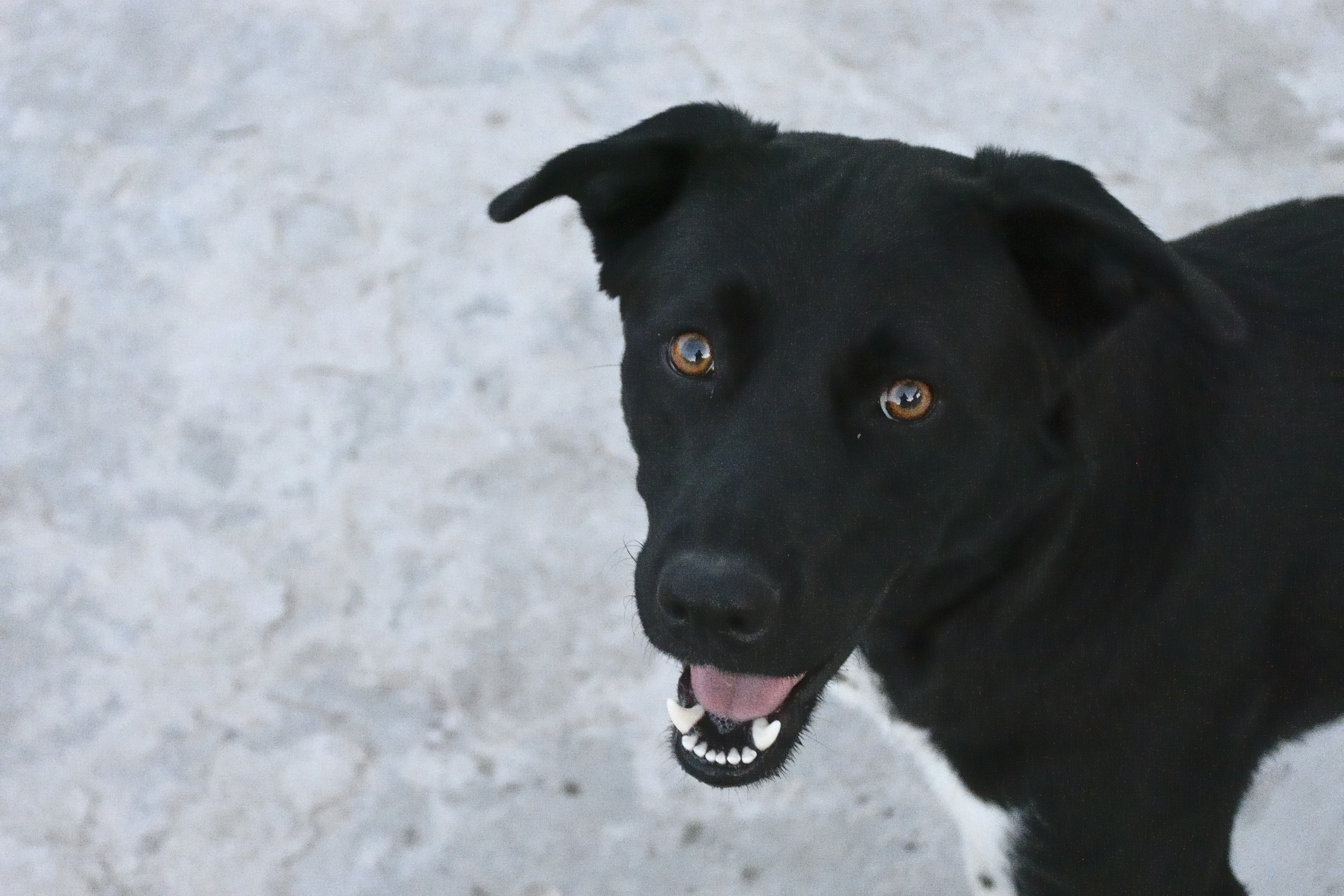 Borador Dog Breed Information & Characteristics