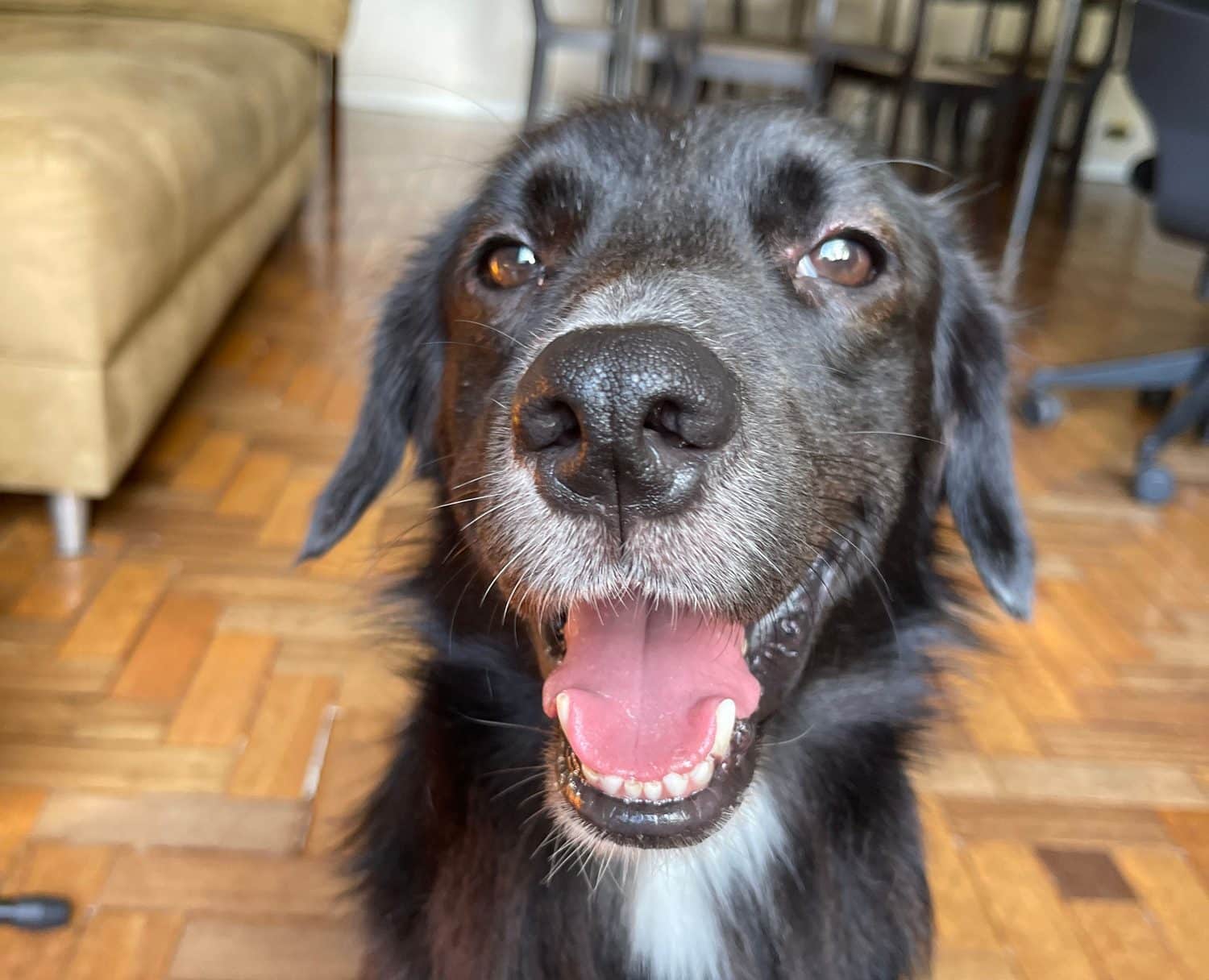 Borador Dog Breed Information & Characteristics