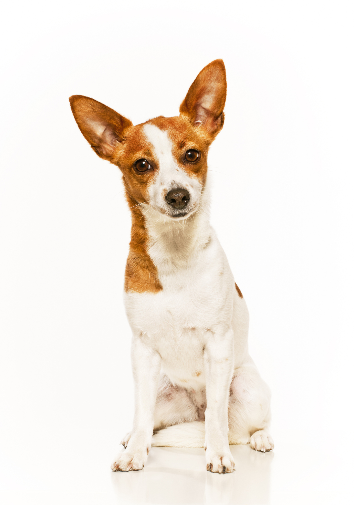 Portuguese Podengo Pequeno Dog Information & Characteristics