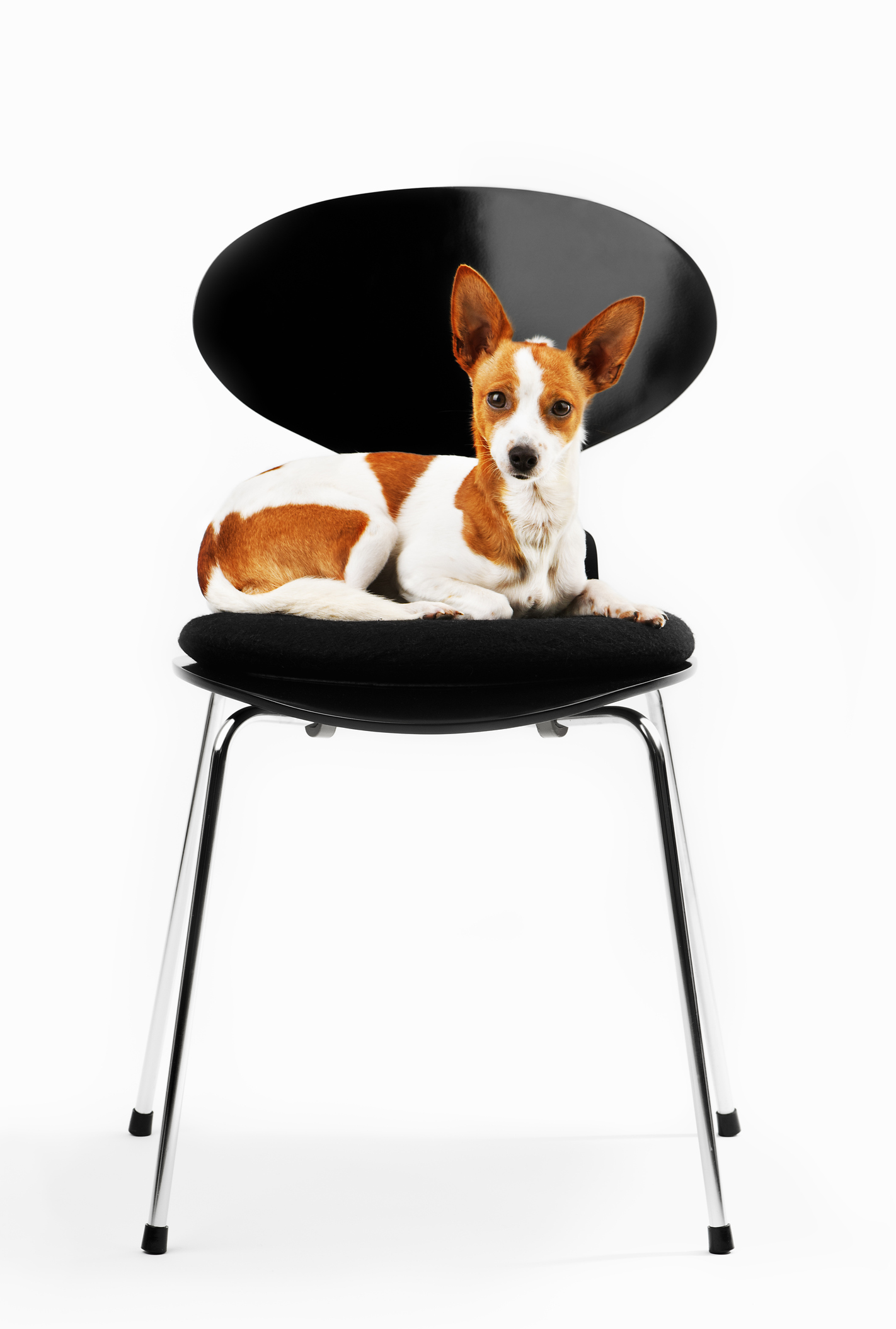 Portuguese Podengo Pequeno Dog Information & Characteristics