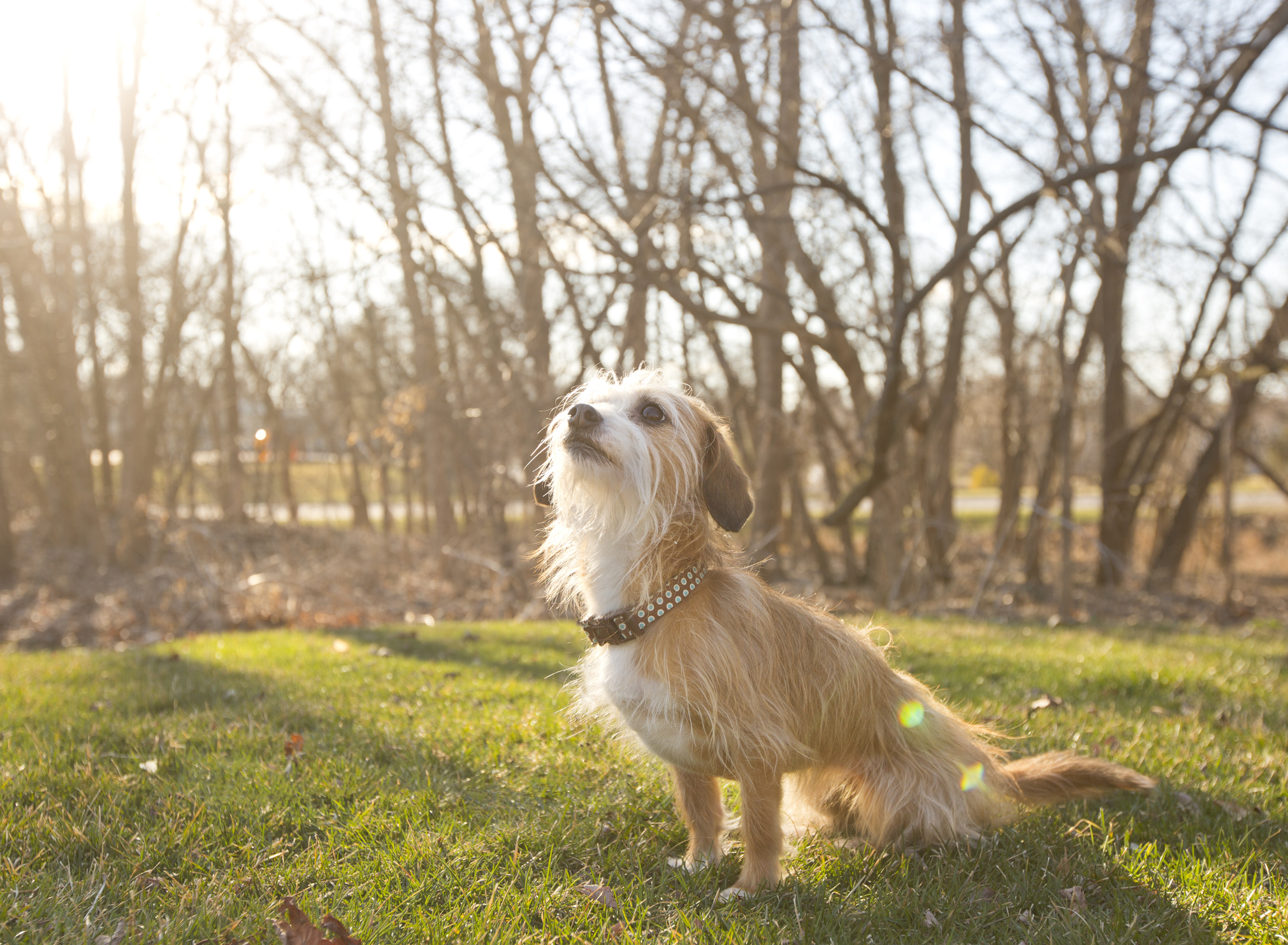 Portuguese Podengo Pequeno Dog Information & Characteristics