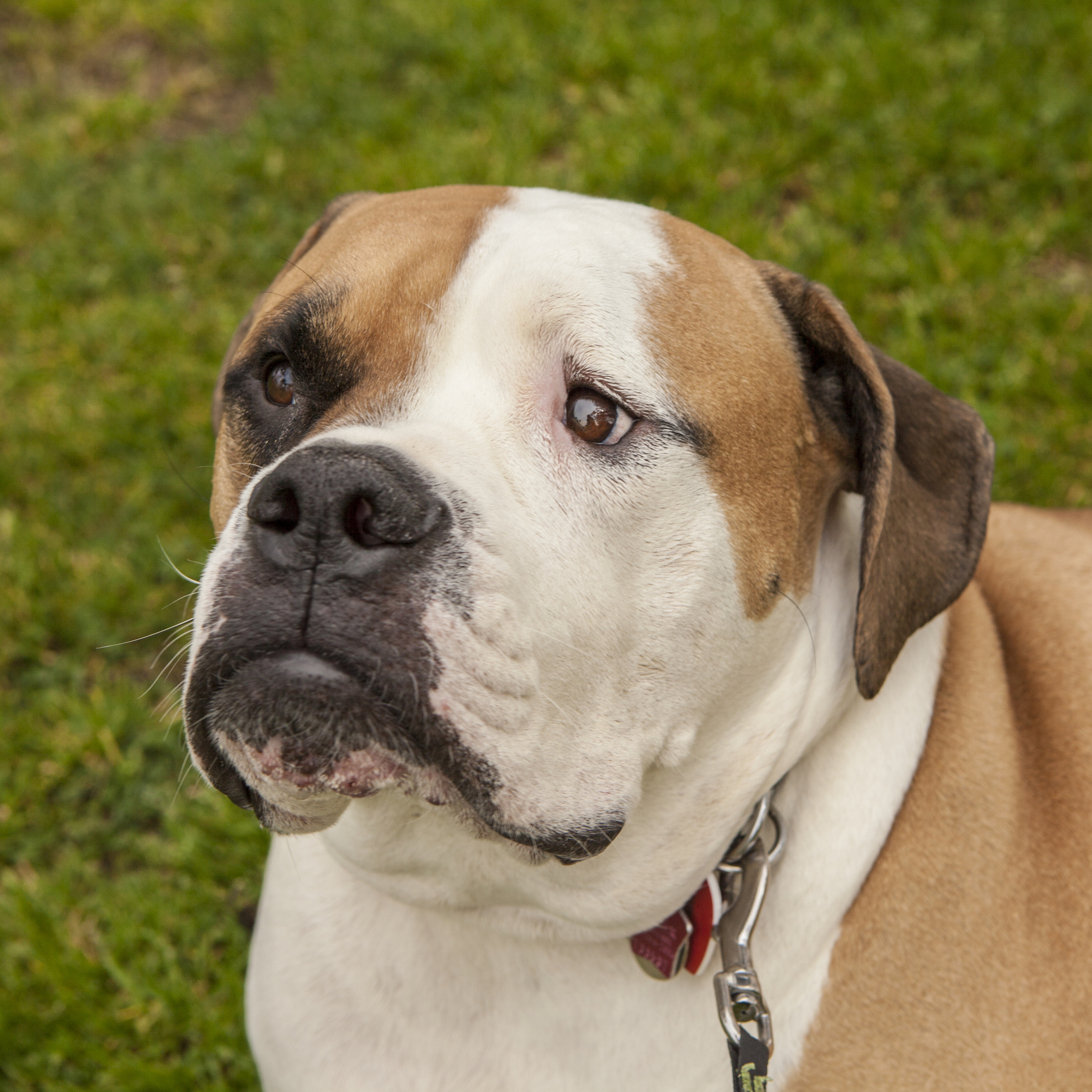 Valley Bulldog Dog Breed Information & Characteristics
