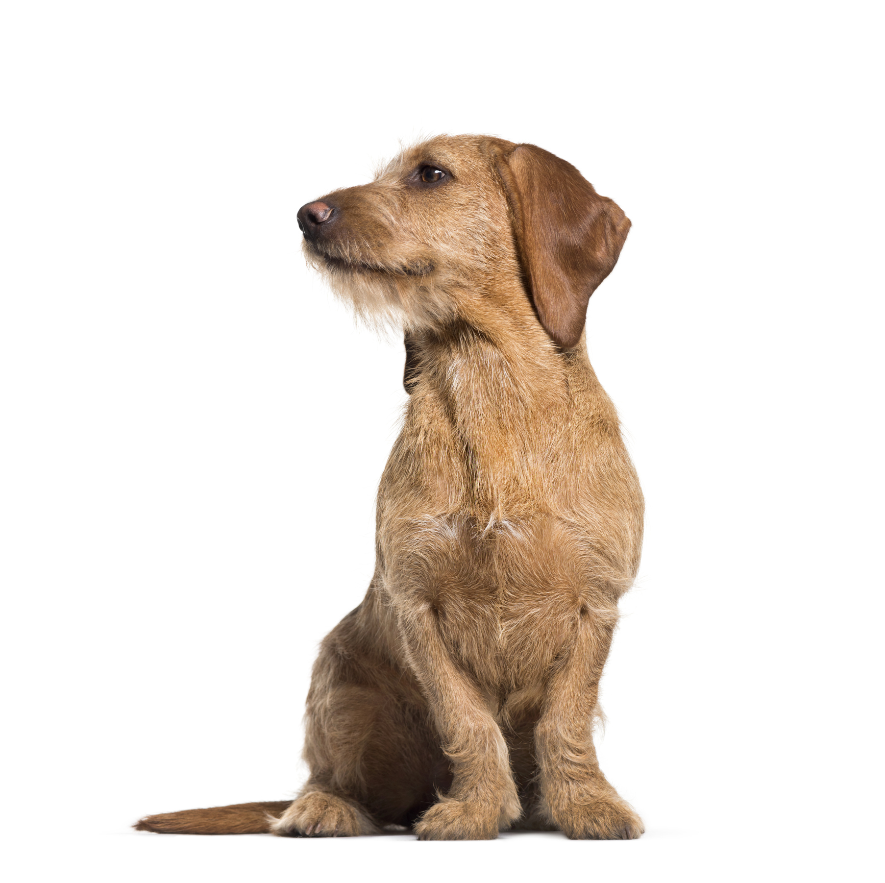 Basset Fauve de Bretagne Dog Breed Information & Characteristics