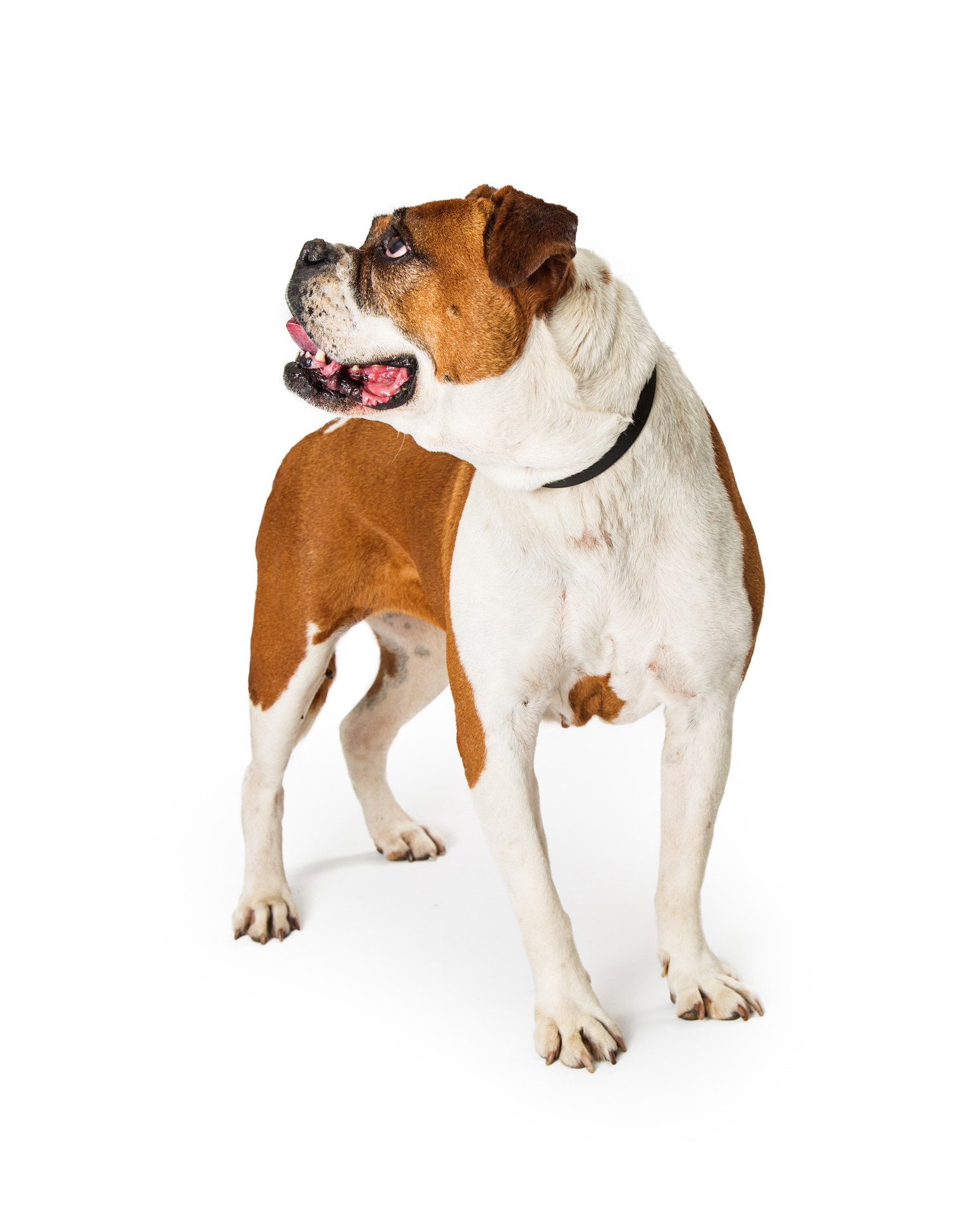 Valley Bulldog Dog Breed Information & Characteristics