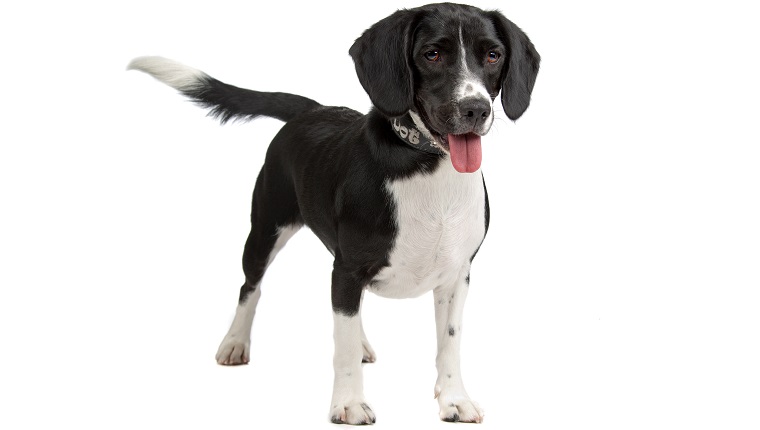 Bocker Mixed Dog Breed Pictures, Characteristics, & Facts