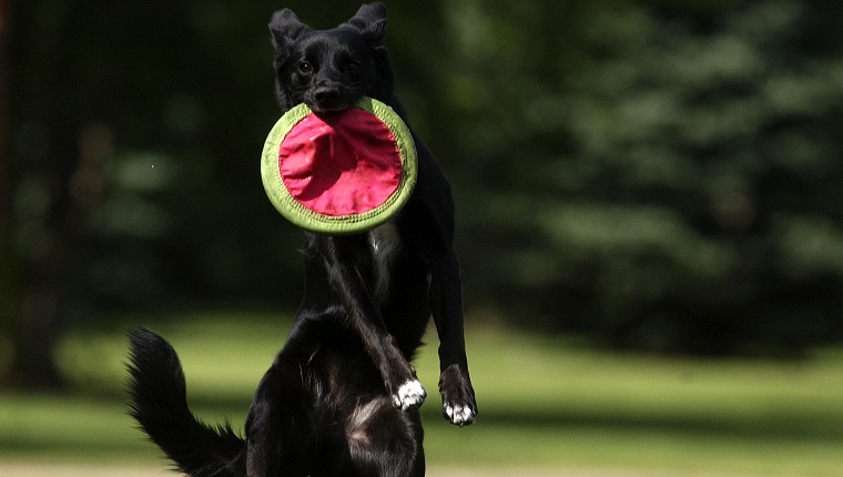 Borador Mixed Dog Breed Pictures, Characteristics, & Facts