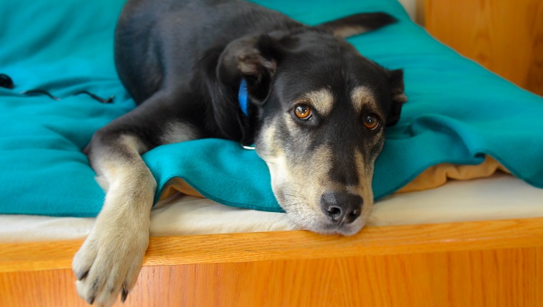 Bringing Home A Shelter Dog: A Guide To The First Hour, Day, Week ...