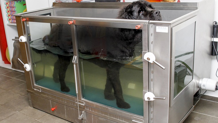 Hydrotherapy For Dogs: What Is It And What Are The Benefits? - DogTime