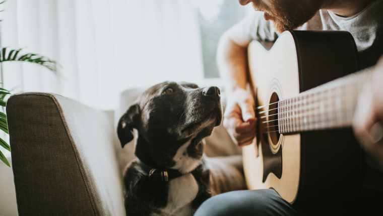 6 Songs That Famous Musicians Wrote About The Dogs They Loved - DogTime
