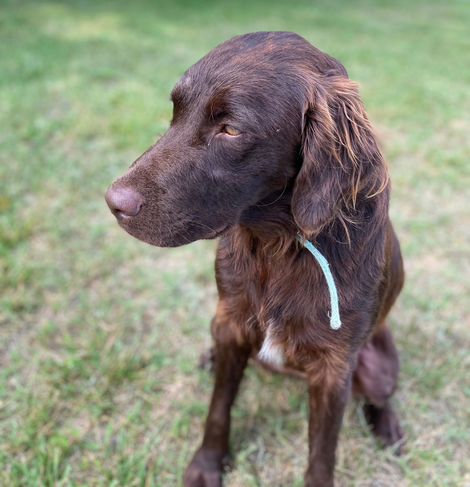 Deutscher Wachtelhund Dog Breed Information & Characteristics