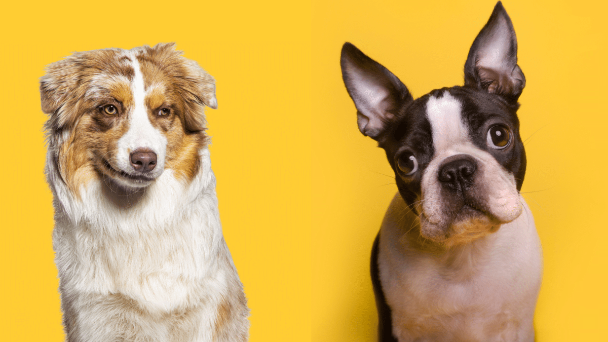 Bossie Dog Breed Information & Characteristics