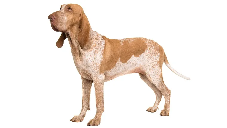 Bracco Italiano Dog Breed Information, Pictures, Characteristics ...