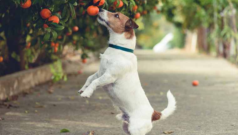 Can Dogs Drink Fruit Juices? Are Fruit Juices Safe For Dogs? - DogTime