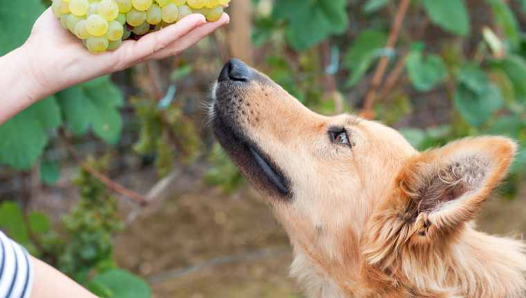 Can Dogs Drink Fruit Juices? Are Fruit Juices Safe For Dogs? - DogTime