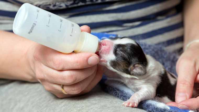 Can Dogs Drink Milk? Is Milk Safe For Dogs? - DogTime