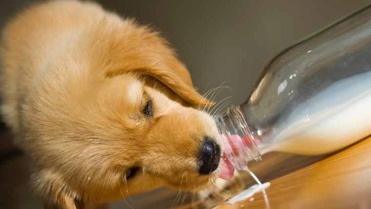 Can Dogs Drink Milk? Is Milk Safe For Dogs? - DogTime