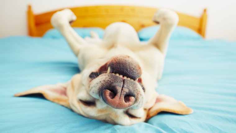 Is Snoring A Bad Sign In Dogs? - DogTime