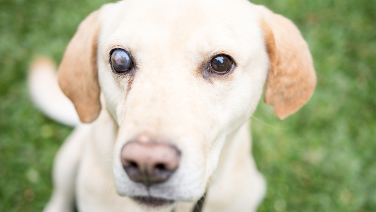 How To Tell If Your Dog Is Going Blind - DogTime