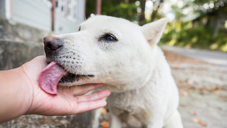 How Can I Get A Dog To Trust Me? - DogTime