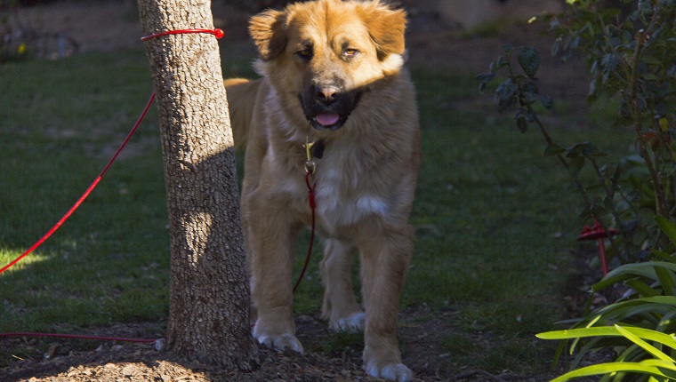 Golden Shepherd Mixed Dog Breed Pictures, Characteristics, & Facts