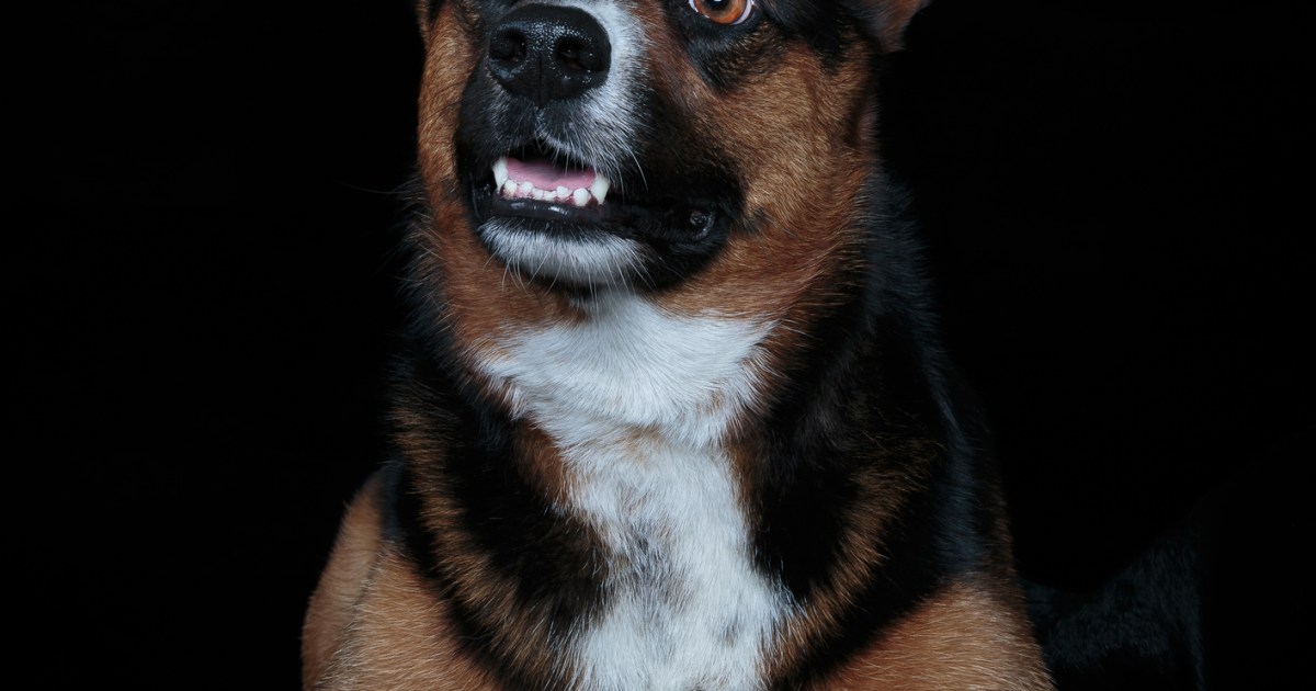 Corman Shepherd Dog Breed Information & Characteristics