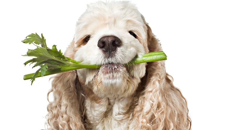 Can Dogs Eat Celery? Is Celery Safe For Dogs? - DogTime