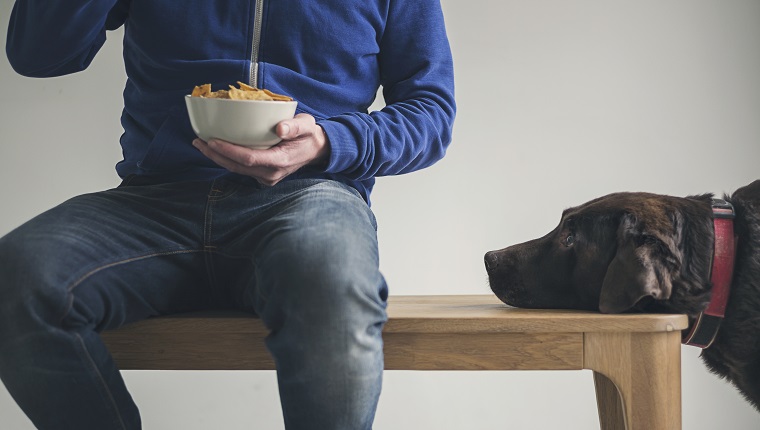 Can Dogs Eat Potato Chips? Are Potato Chips Safe For Dogs? - DogTime