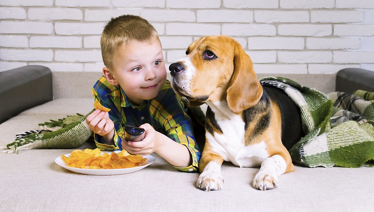 Can Dogs Eat Potato Chips? Are Potato Chips Safe For Dogs? - DogTime