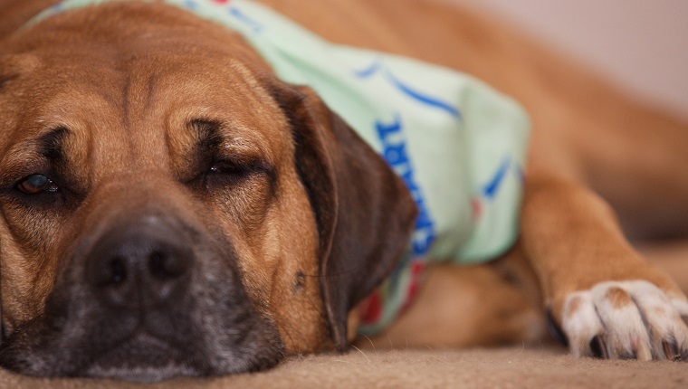 Daniff Mixed Dog Breed Pictures, Characteristics, & Facts
