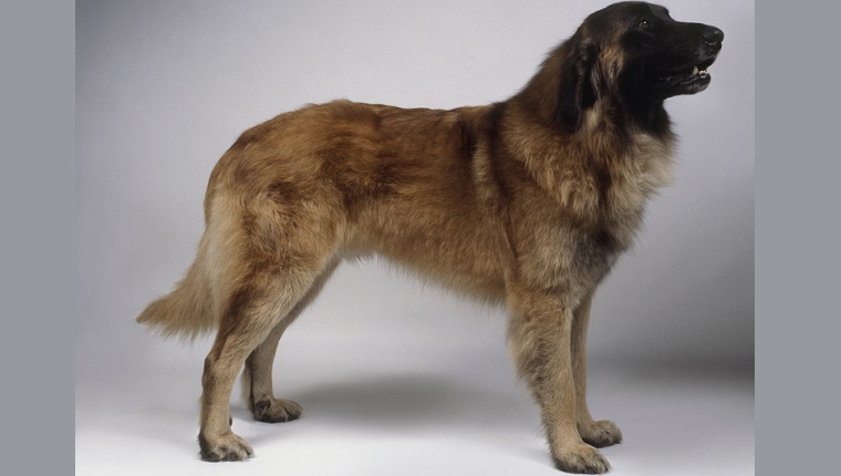 Estrela Mountain Dog Breed Pictures, Characteristics, & Facts
