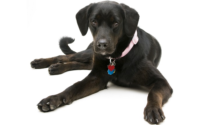 Rottador Mixed Dog Breed Pictures, Characteristics, & Facts