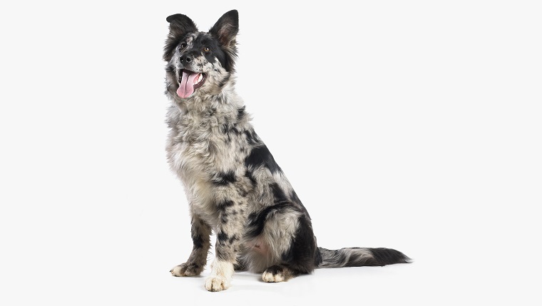 Shollie Dog Breed Information & Characteristics